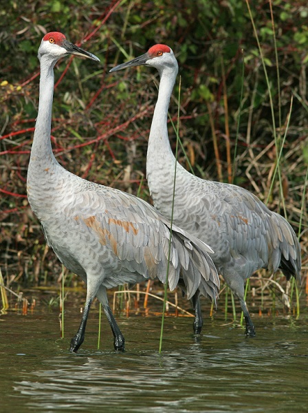 Sandhill cranes alight in Michigan during migration season - The ...
