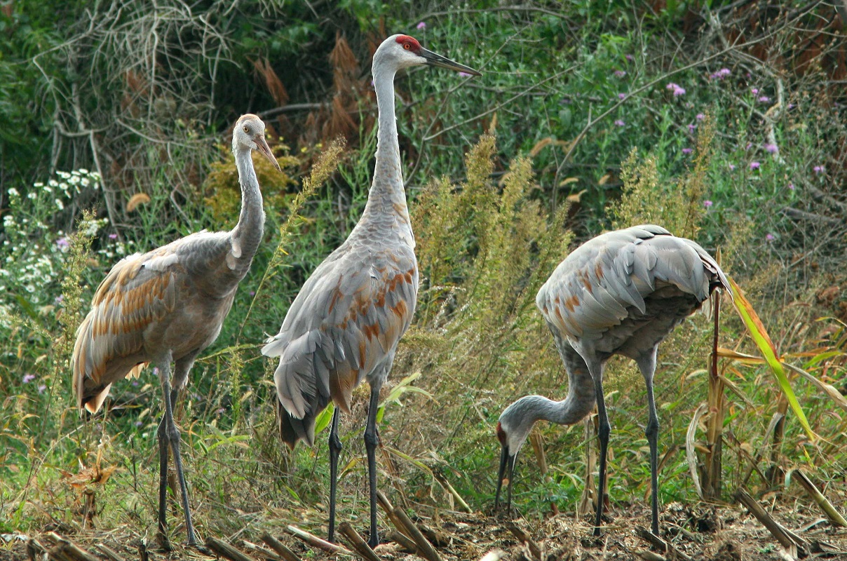 Sandhill cranes alight in Michigan during migration season - The ...