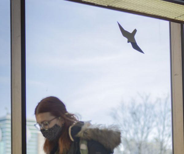Window Pain: Window collisions kill birds more than you think - The ...