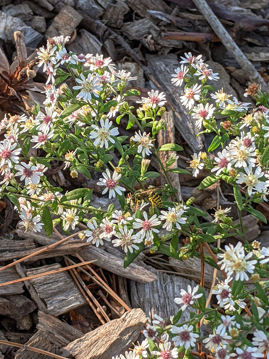 Big leaf aster. Jacob Kuiper | Washtenaw Voice