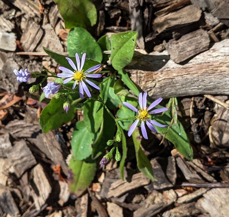 Bring color and sustainability to your garden this summer with native ...